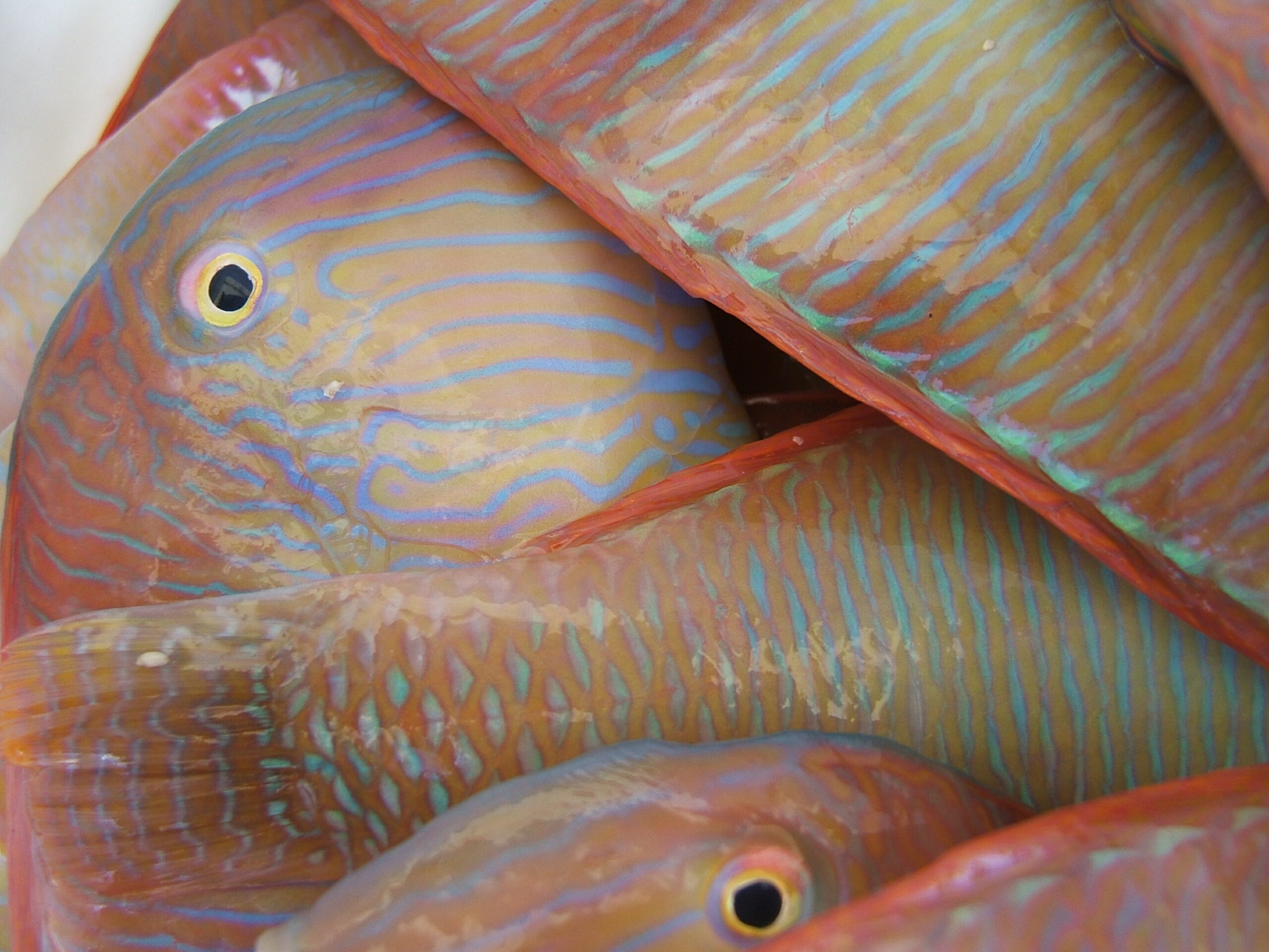 Raor: Empieza la temporada de este bocado - Restaurant Can Pep